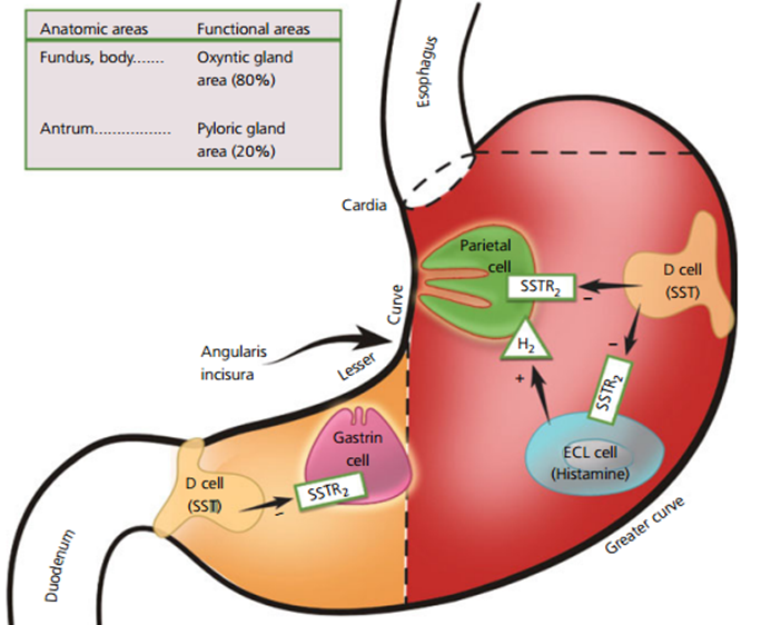 Gastro on emaze