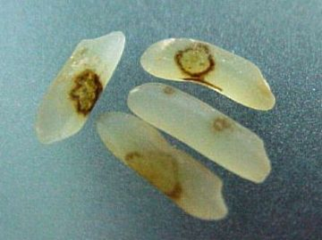 Insetos na cultura do arroz on emaze