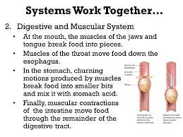 Muscular And on emaze