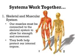 Muscular And on emaze