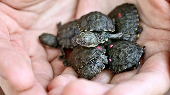 Western Swamp Turtle at emaze Presentation