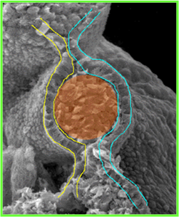 BRANCHIAL ARCHES on emaze