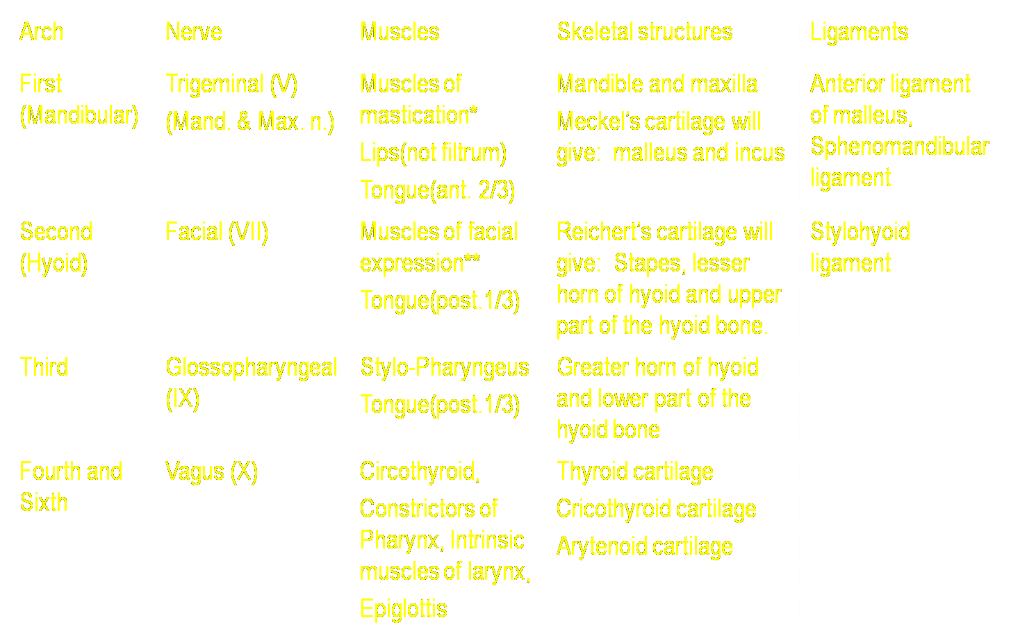 BRANCHIAL ARCHES on emaze
