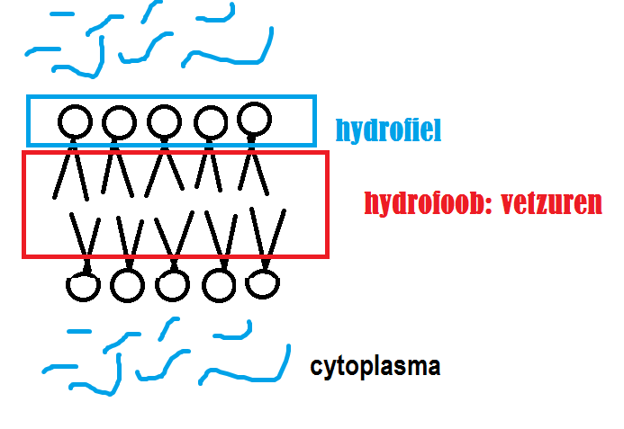 stofuitwisseling cellen en het milieu copy1 on emaze