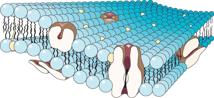 stofuitwisseling cellen en het milieu copy1 on emaze