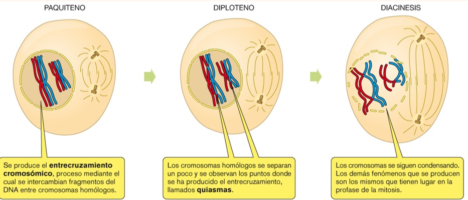 nucleo on emaze