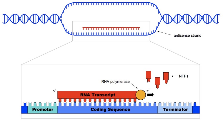 Transcription at emaze Presentation