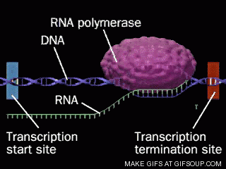 Transcription on emaze