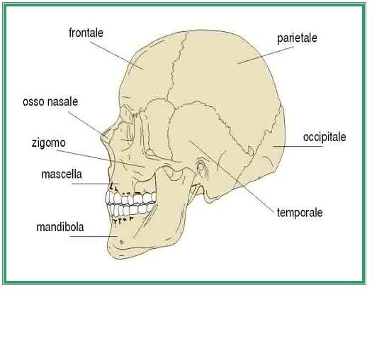 IL SISTEMA SCHELETRICO on emaze