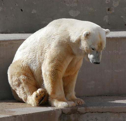 The Reality of Zoos at emaze Presentation