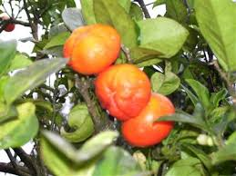 ENDEMIC FLORA OF india on emaze
