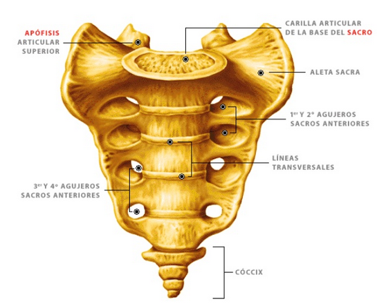 Huesos y articulaciones on emaze