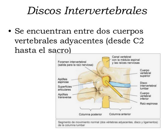 Huesos y articulaciones on emaze