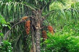 Amazon Rainforest at emaze Presentation