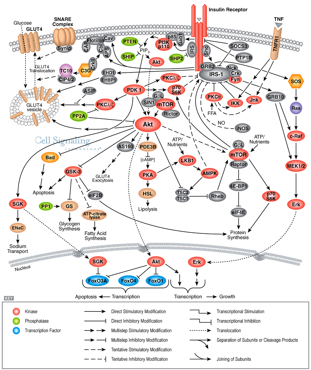 RASopathies on emaze