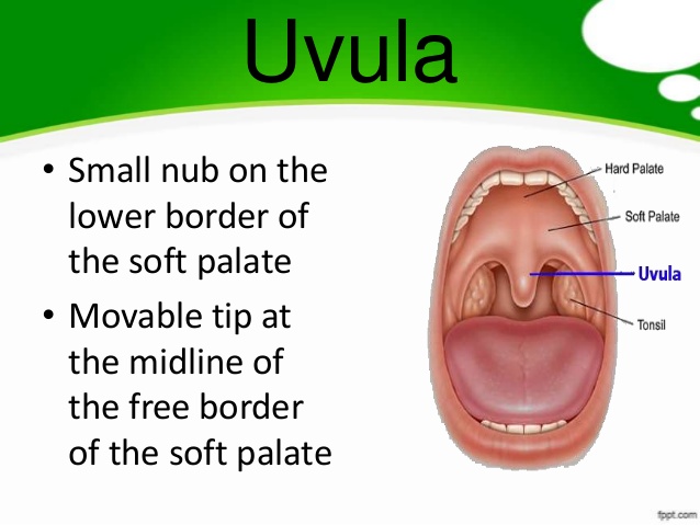 Speech Mechanism at emaze Presentation
