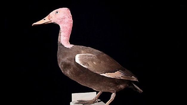 PATO DE CABEZA ROSADA on emaze