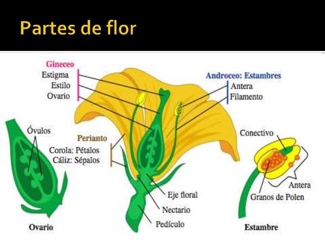 PLANTAS ANGIOSPERMAS on emaze