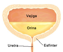 Sistema urinario - Propedeutica Médica on emaze