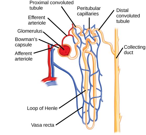 Addison's Disease - HSC Biology 2015 on emaze
