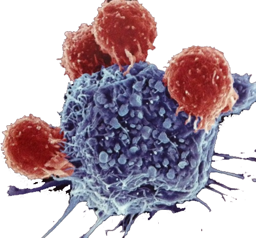 CancerCells on emaze