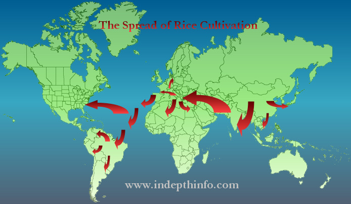 Agriculture rice on emaze