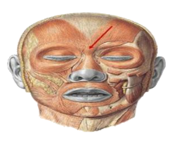 musculos at emaze Presentation