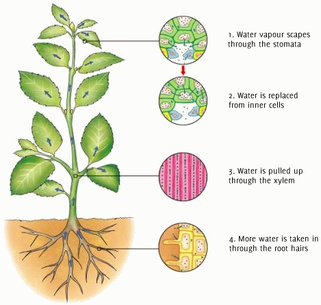 life process ppt.pptx on emaze