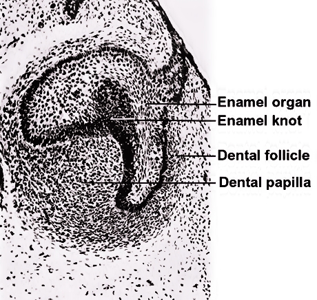 ENAMEL KNOT on emaze
