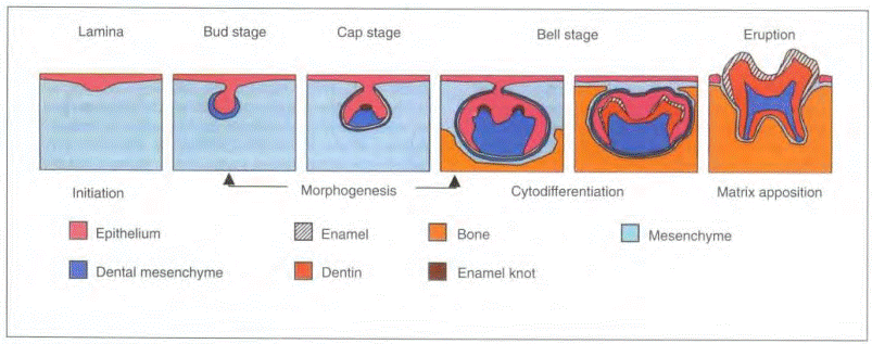ENAMEL KNOT on emaze