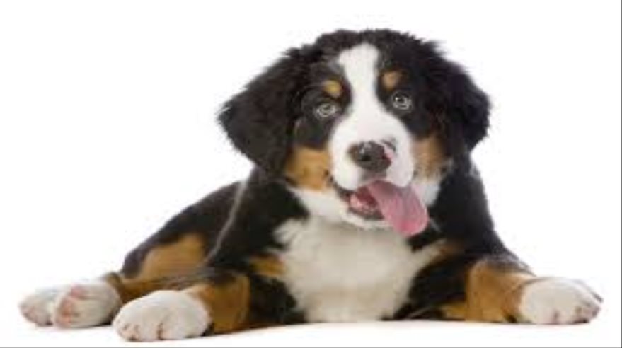 PERROS • El perro o on emaze