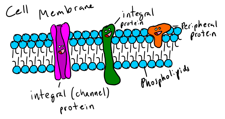 Biology at emaze Presentation