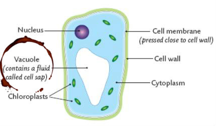 Biology at emaze Presentation