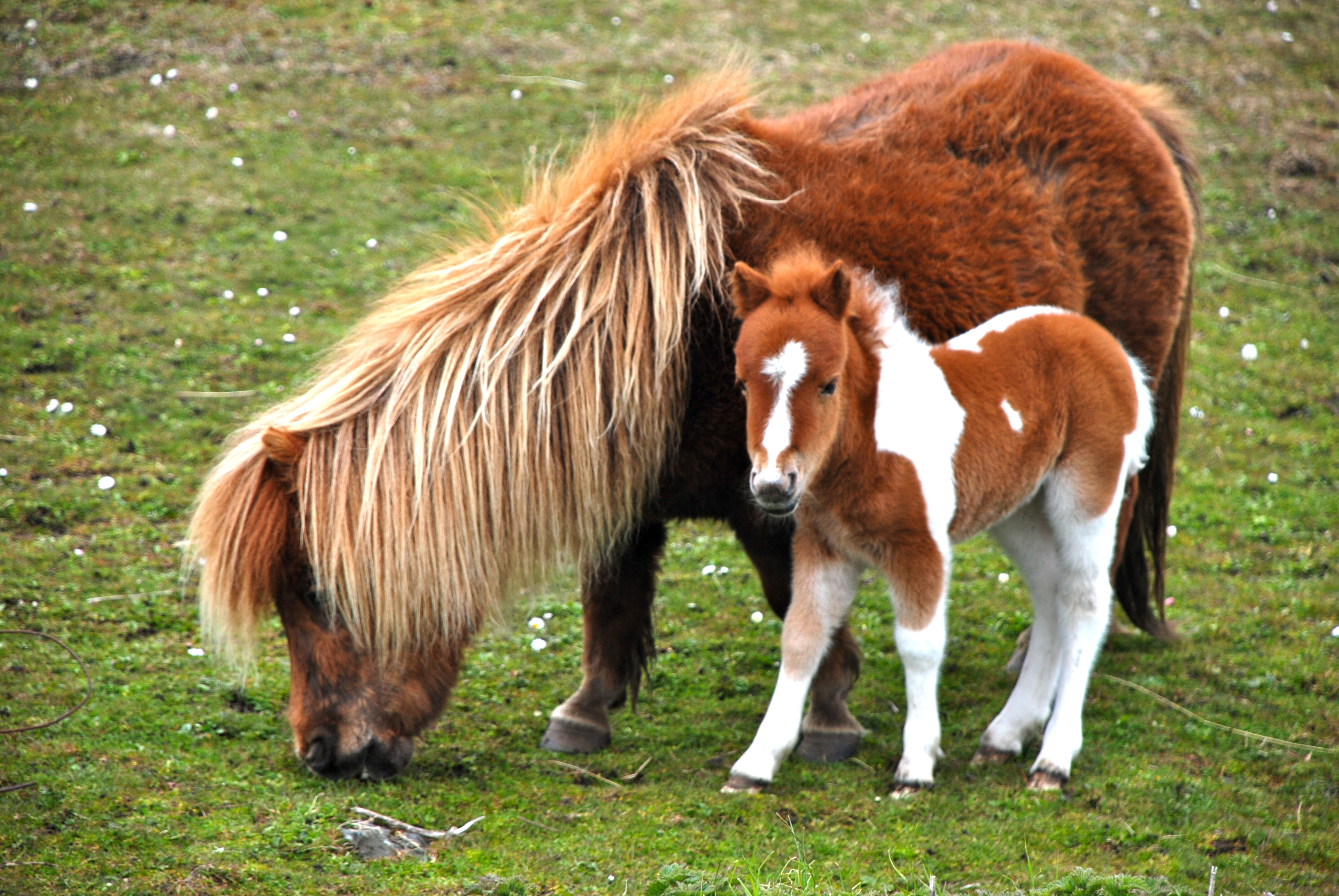 Shetland Ponies on emaze