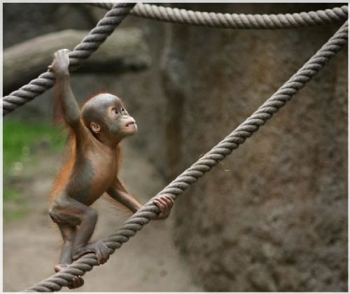 majmuni at emaze Presentation