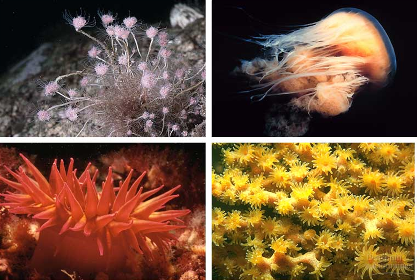 Under the Sea on emaze