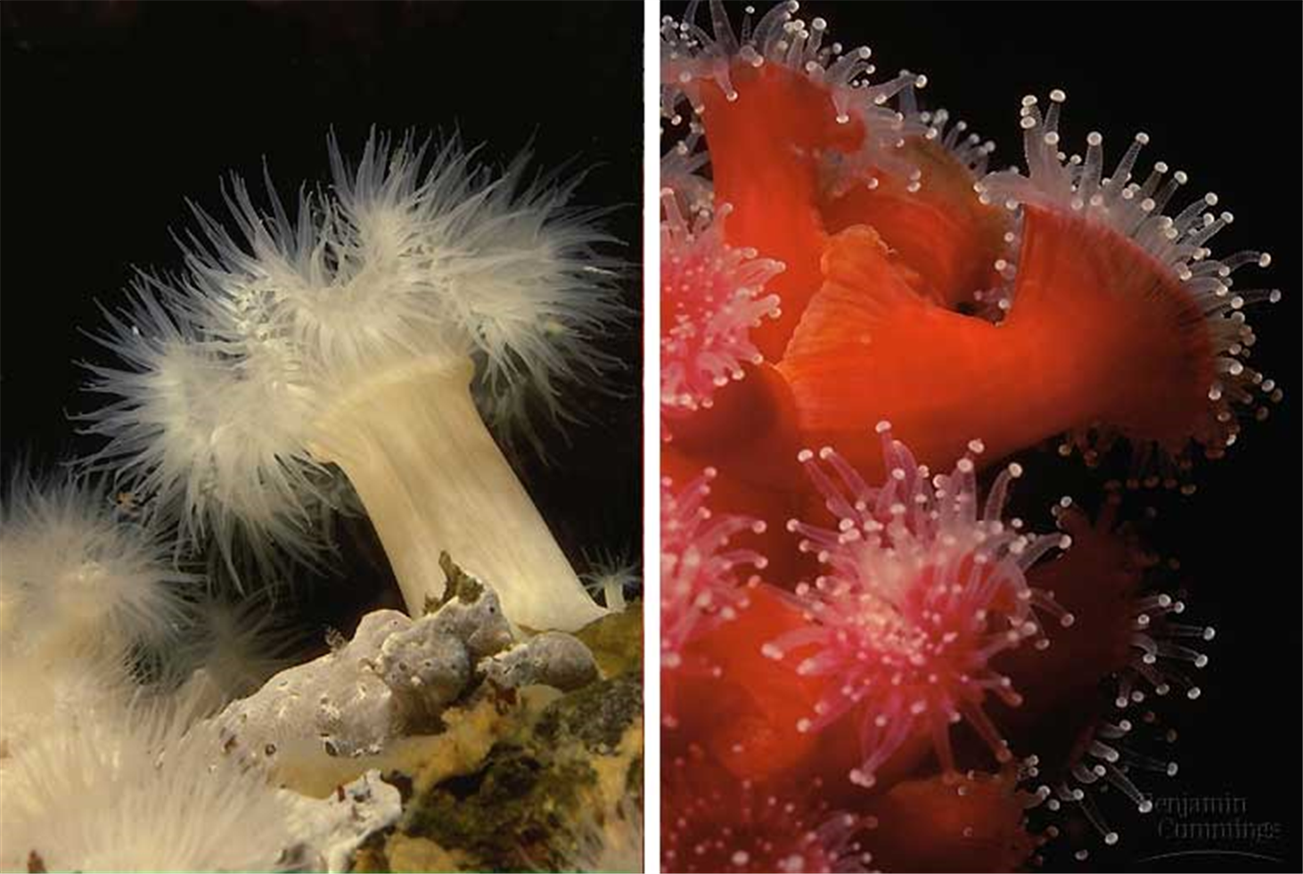 Under the Sea on emaze