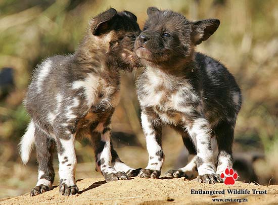 African Wild Dogs at emaze Presentation