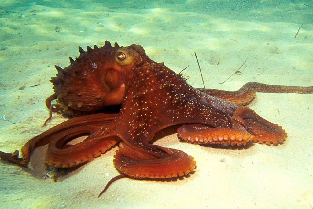 Octopus vulgaris at emaze Presentation