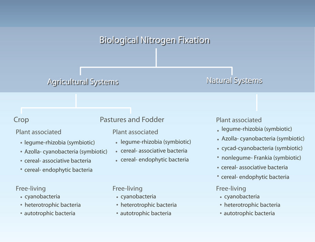 The Nitrogen Cycle on emaze