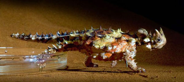 Thorny Devil ! on emaze