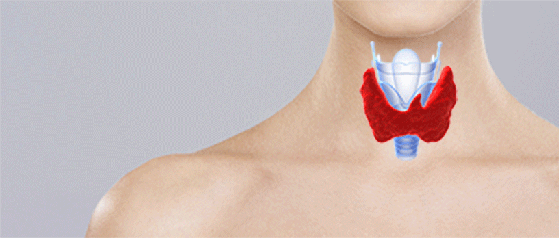 anatomia de tiroides at emaze Presentation