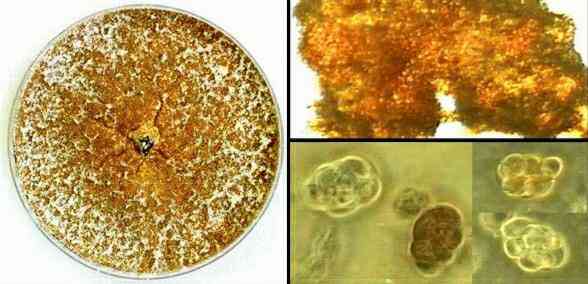 Presentation Name on emaze