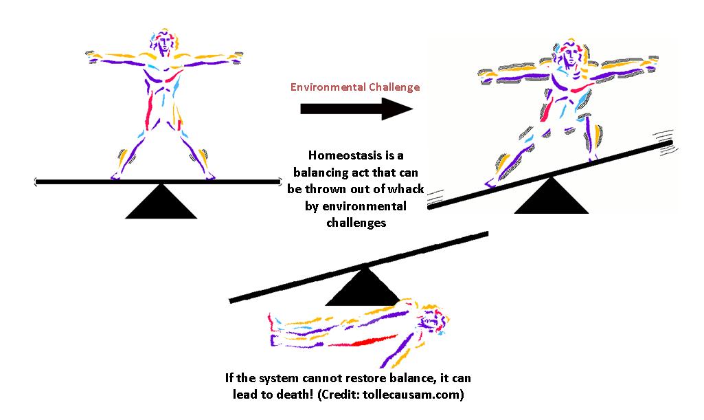 NERVOUS SYSTEM copy1 on emaze