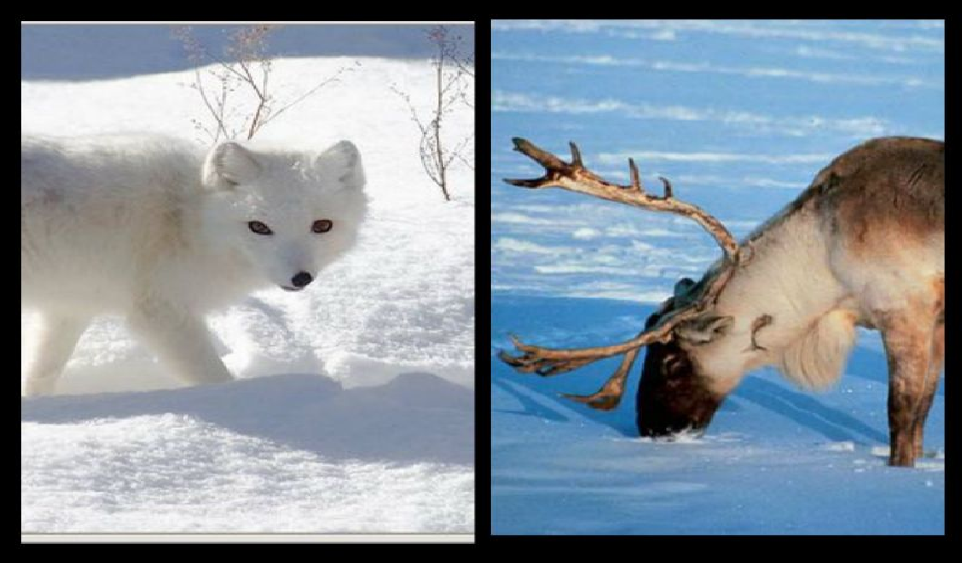 Presentation Name on emaze