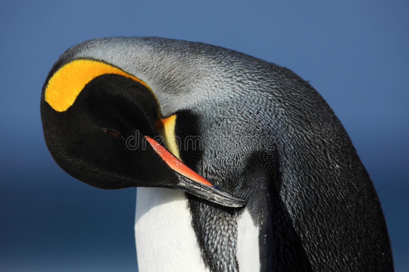 Il Pinguino at emaze Presentation