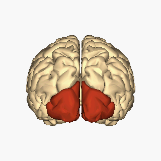 cerebrum and the 4 lobes!! on emaze