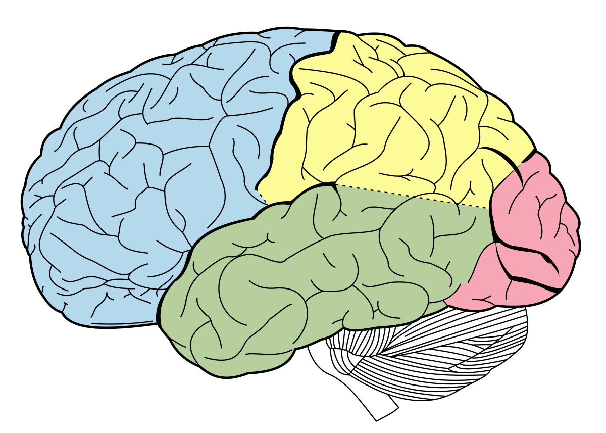 cerebrum and the 4 lobes!! on emaze