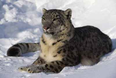 mount everest at emaze Presentation