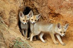 FENNEC FOX at emaze Presentation